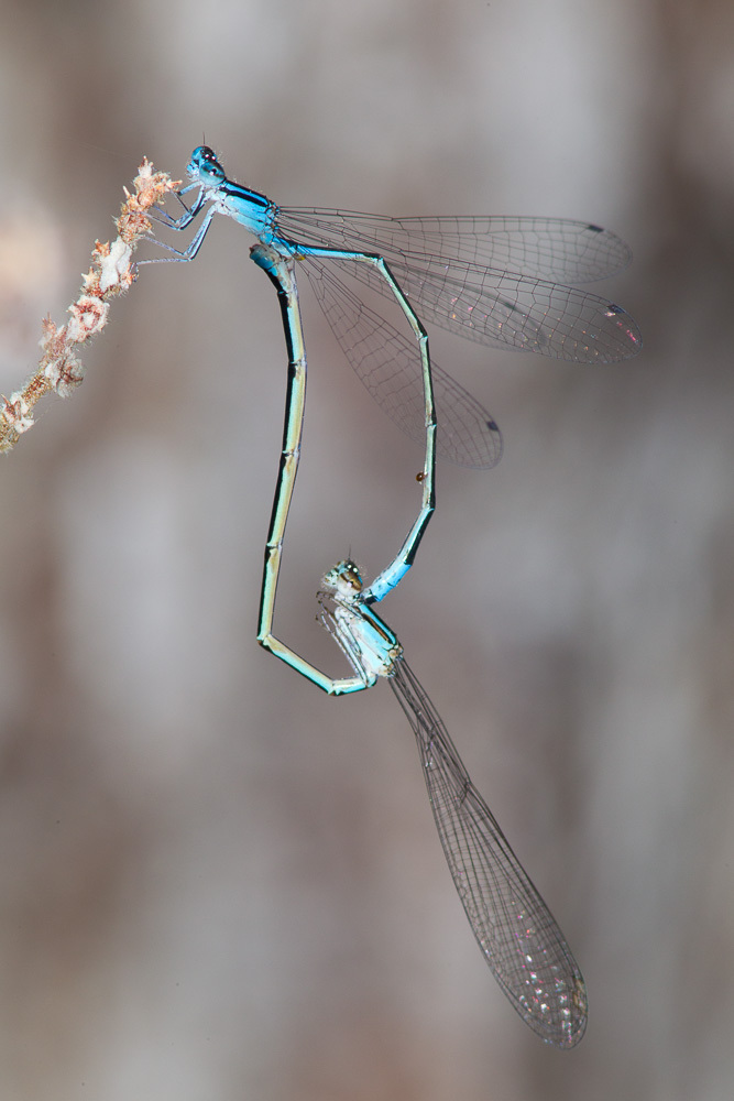 Turquoise Bluet (Dragonflies and Damselflies of Alabama) · iNaturalist