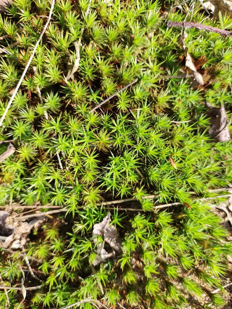 Bank Haircap Moss from 95-010 Lipa, Polska on April 22, 2023 at 03:30 ...