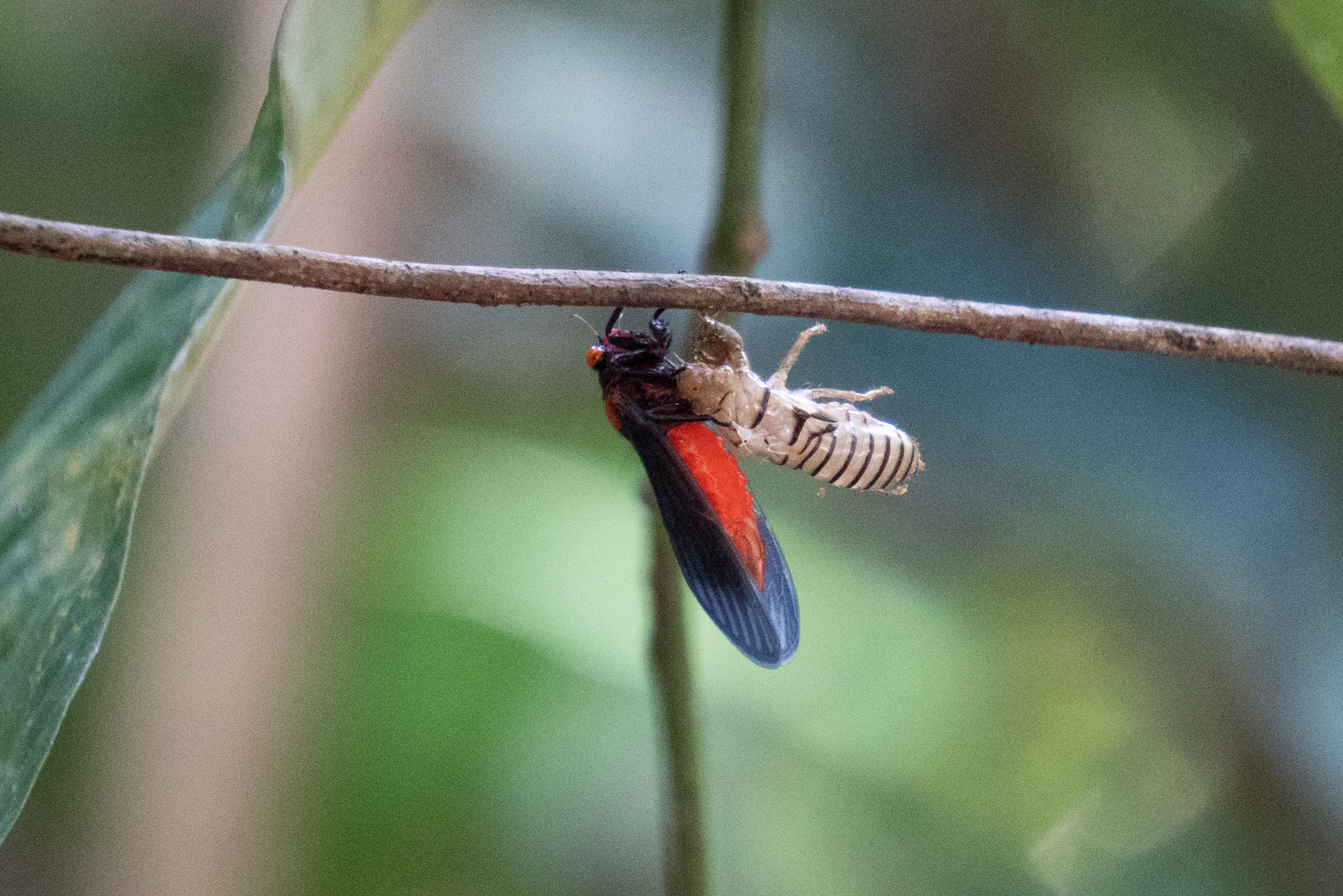 Huechys sanguinea (DeGeer, 1773)