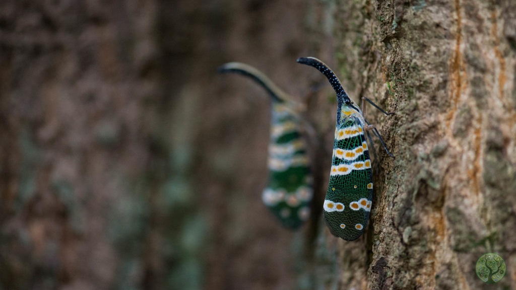 Dark-horned Lanternfly from Boloven plateau on June 17, 2013 by Thomas ...