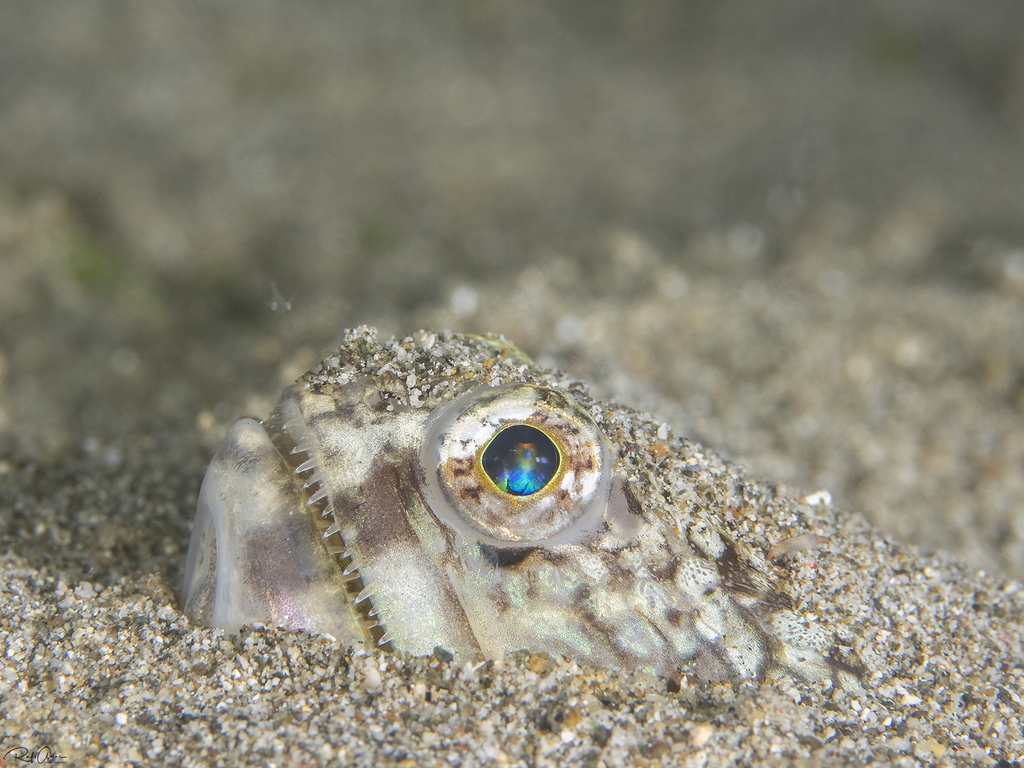 Painted Grinner (Trachinocephalus trachinus) - Marine Life Identification