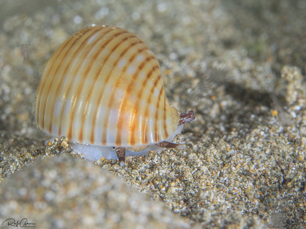 channeled tun snail from Batangas, הפיליפינים on April 01, 2018 at 12: ...