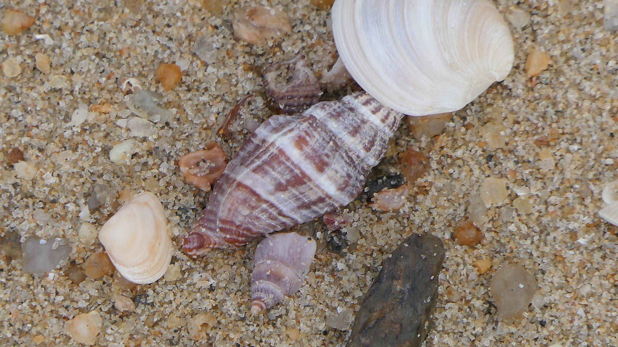 Vexillum rugosum (Gmelin, 1791)