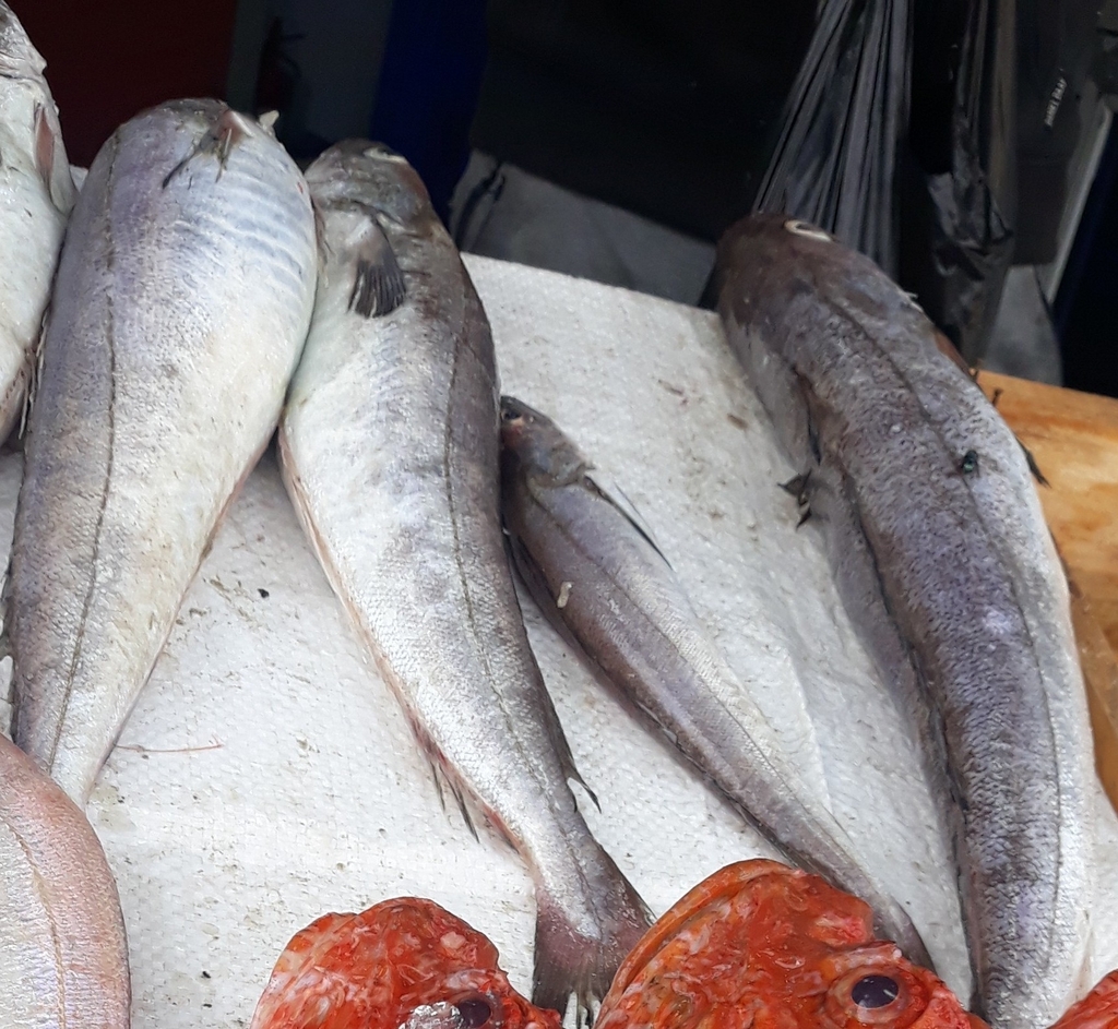 European Hake from WV5M+C52, Skikda, Algérie on April 19, 2023 at 02:23 ...