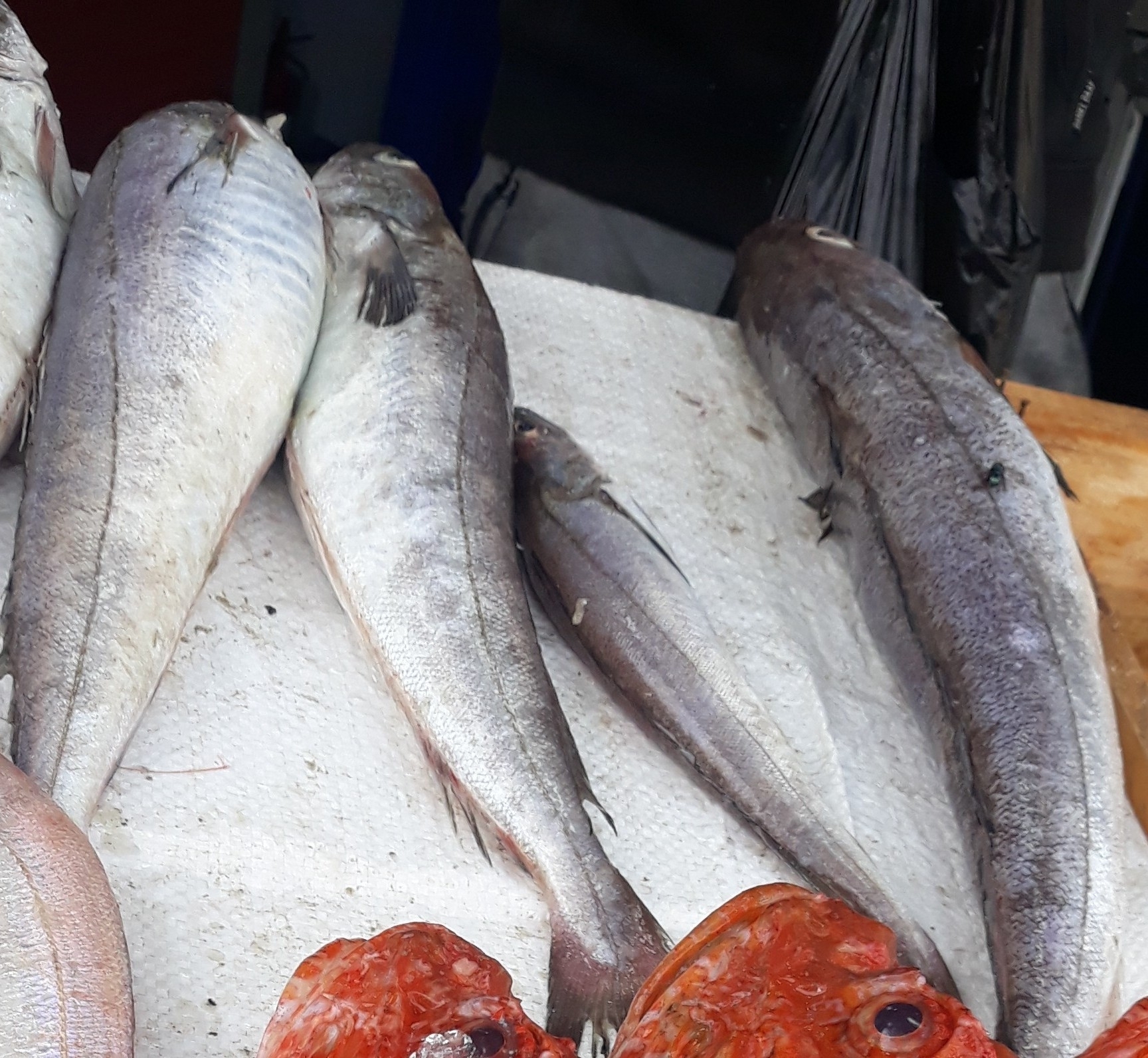 Merluccius merluccius (Linnaeus, 1758)