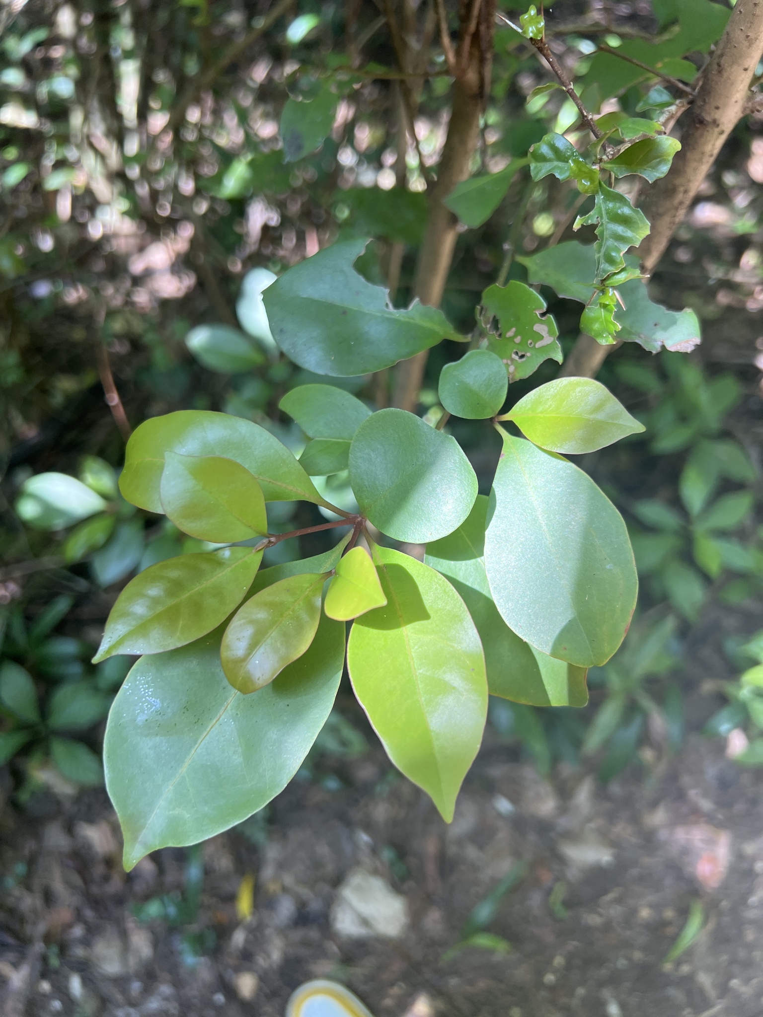 Guapira fragrans (Dum.Cours.) Little