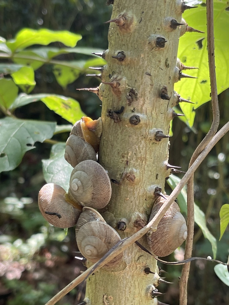 Granodomus lima (Terrestrial Gastropods from University of Puerto Rico ...