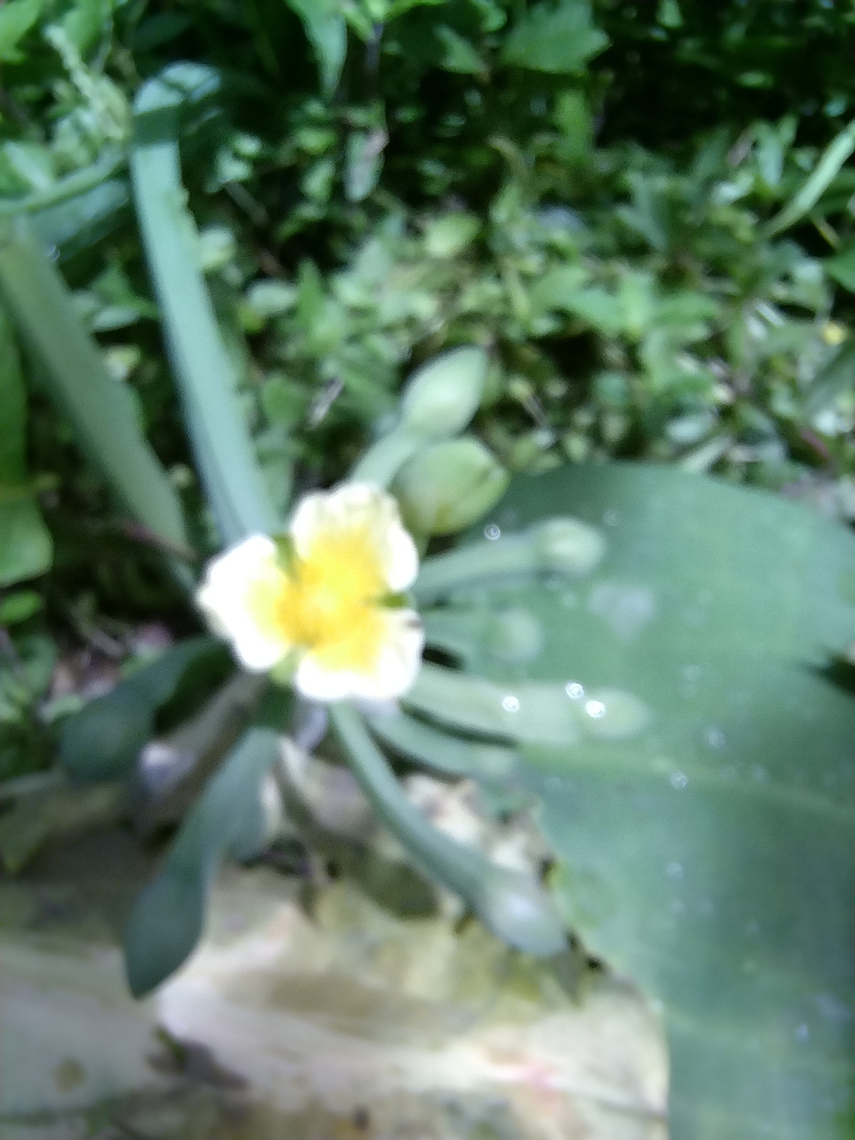 Limnocharis flava (L.) Buchenau