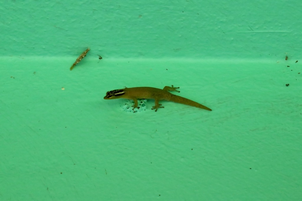 Tobago Least Gecko from Tunapuna/Piarco Regional Corporation, Trinidad ...