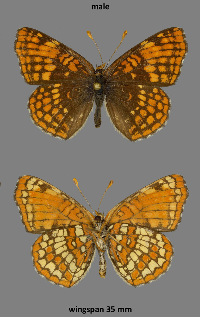 Hoffmann's Checkerspot from Whatcom County, WA, USA on July 9, 2001 by ...