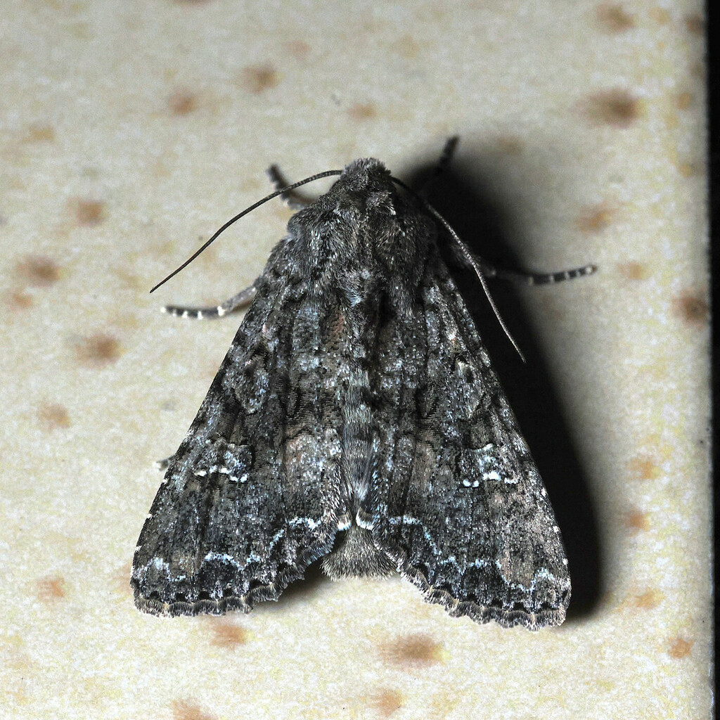 Cabbage Moth in April 2023 by Kirill Kryukov · iNaturalist