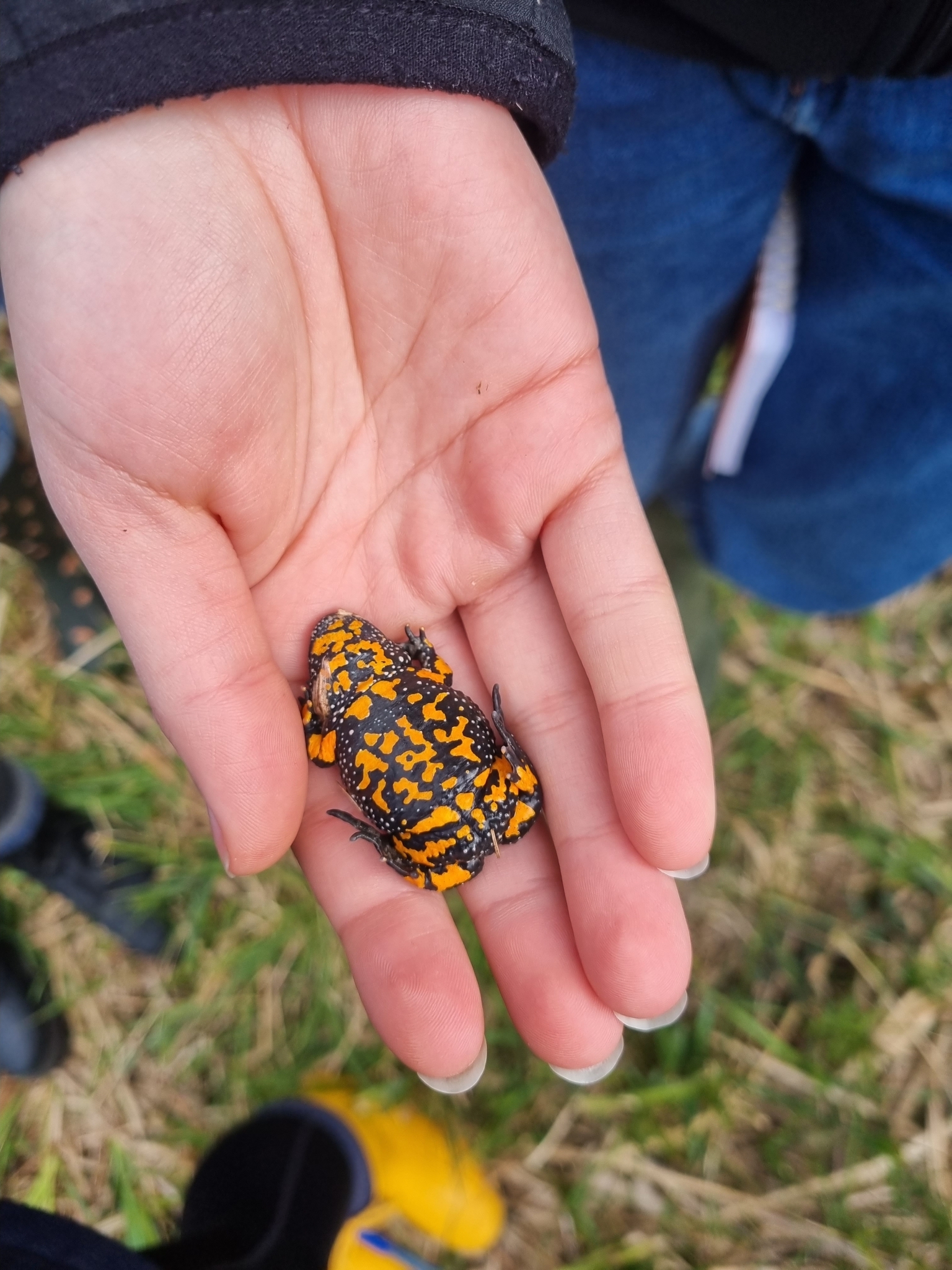 Bombina bombina (Linnaeus, 1761)