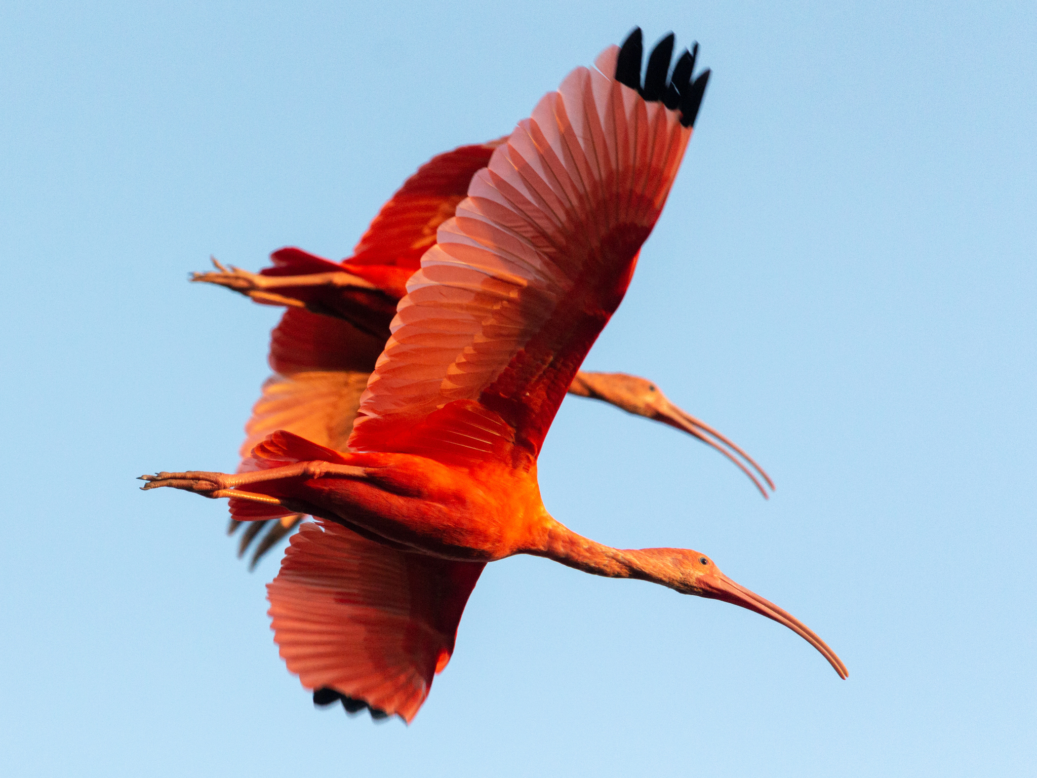 Eudocimus ruber (Linnaeus, 1758)