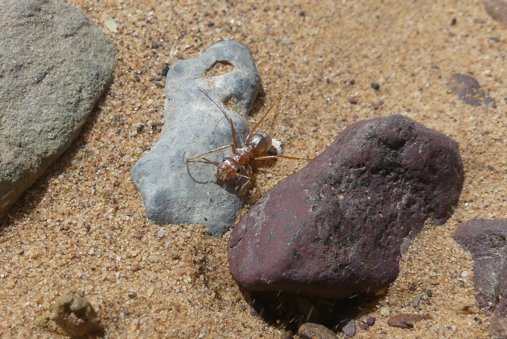Saharan Silver Ant from Tinghir Province, Marruecos on April 05, 2023 ...