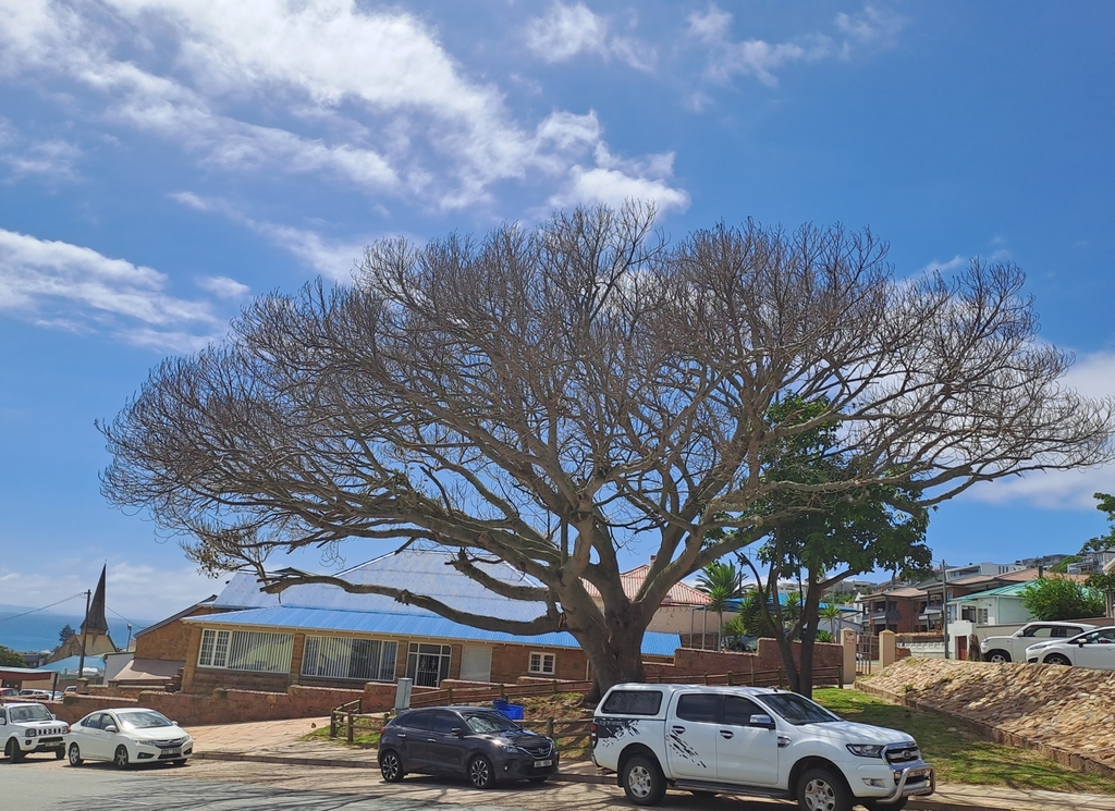 Moreton Bay fig from Church Street, at corner with High, Mossel Bay on ...