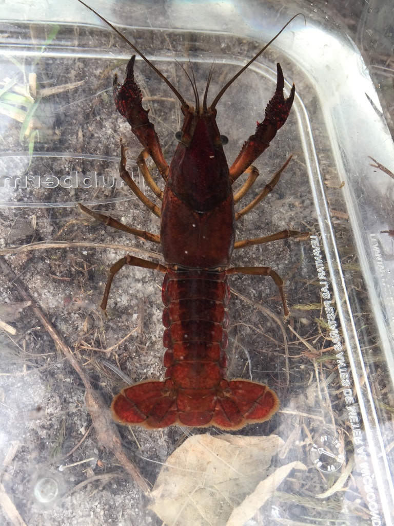 Eastern Red Swamp Crayfish in October 2018 by Daniel Folds · iNaturalist