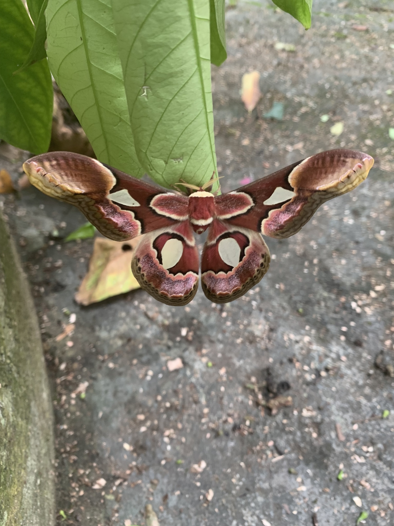 Rothschildia erycina Shaw