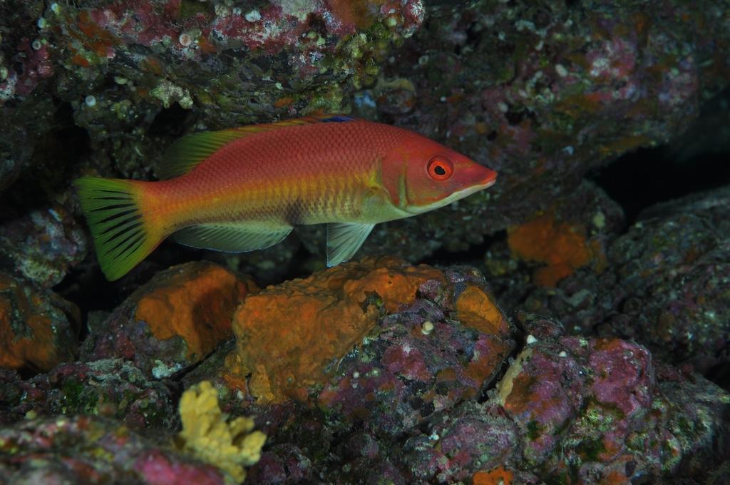 Barred Hogfish (Azores animals and plants) · iNaturalist