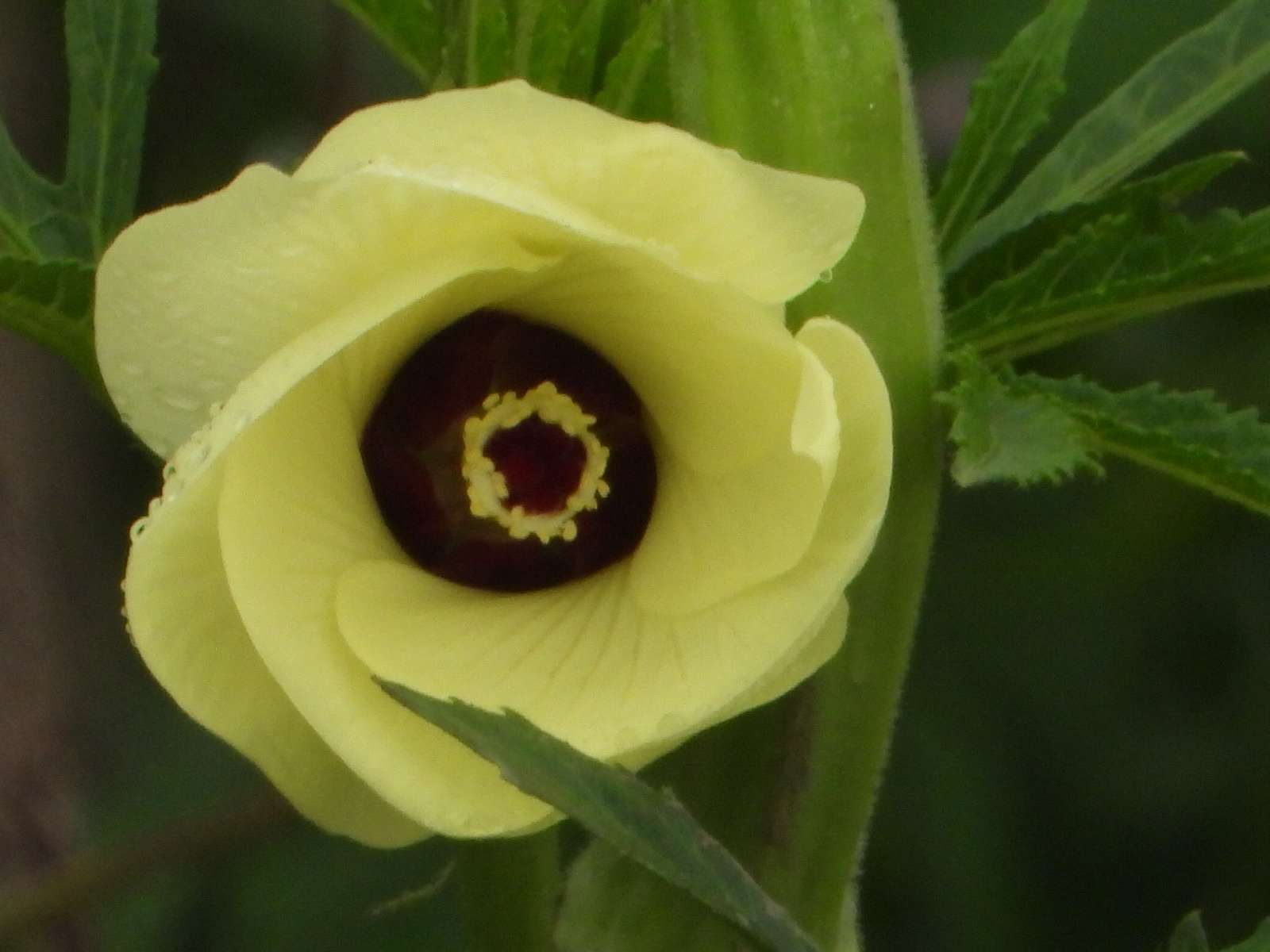 Abelmoschus esculentus (L.) Moench