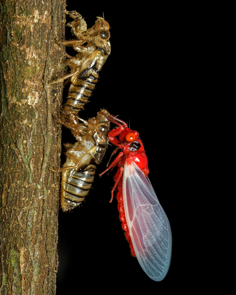 Black and scarlet cicada from North Eastern Islands, Singapore on April ...