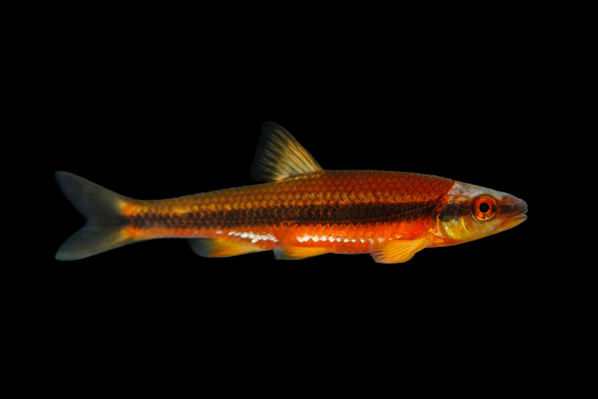 Notropis lutipinnis (Jordan & Brayton, 1878)