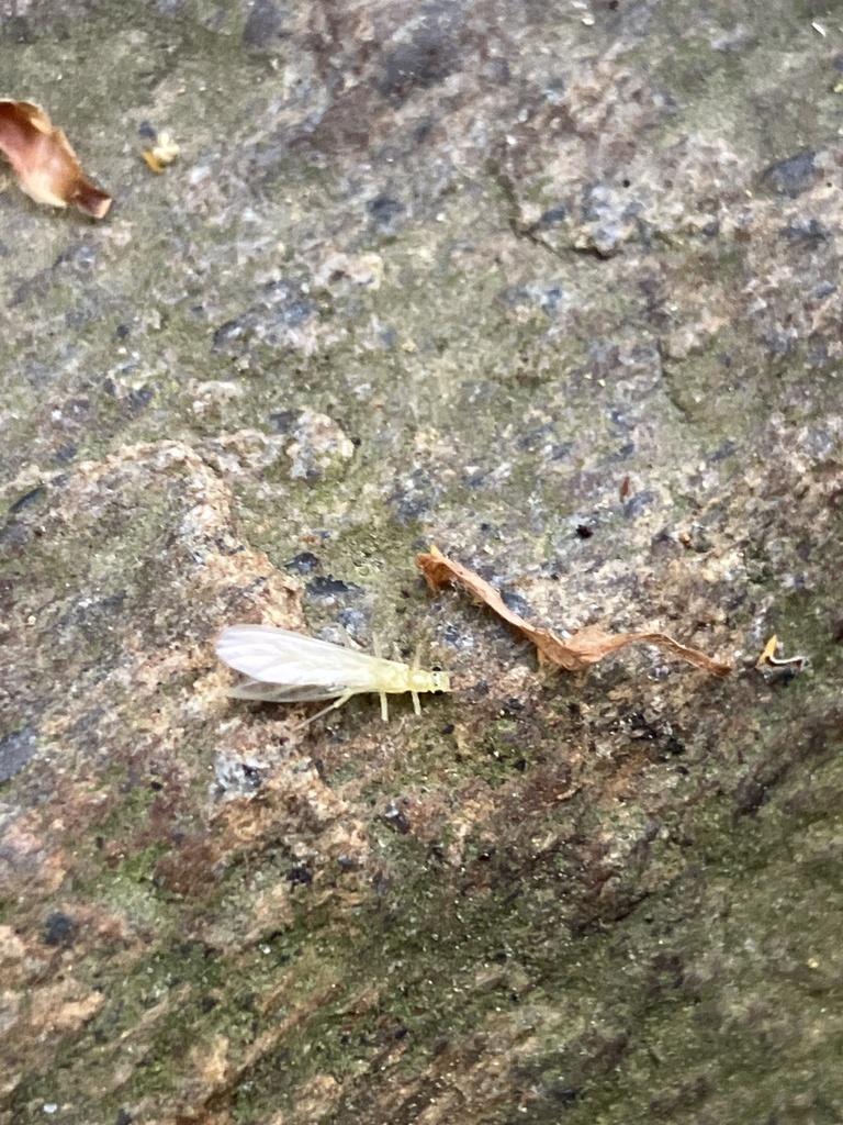 Winged and Once-winged Insects from Georgia, US on April 21, 2023 at 06 ...