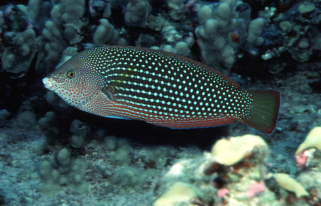 Pearl Wrasse (Endemic Marine Fish of Hawaii) · iNaturalist
