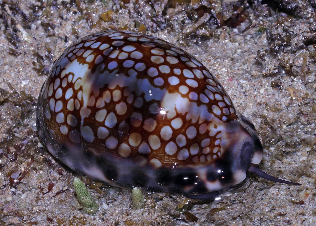 Mauritia histrio in April 2023 by Glen Whisson. 55mm · iNaturalist