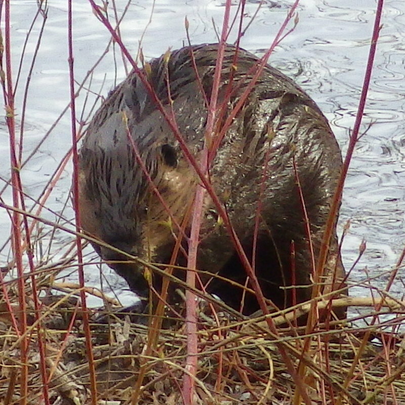 American Beaver from University District, Spokane, WA, USA on April 21 ...