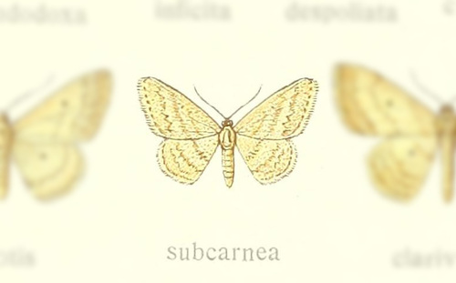 Scopula subcarnea · iNaturalist