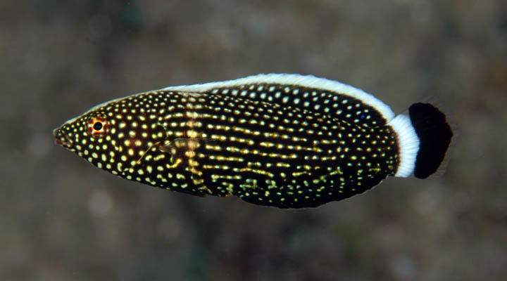 Lined Wrasse (Anampses lineatus) - Marine Life Identification