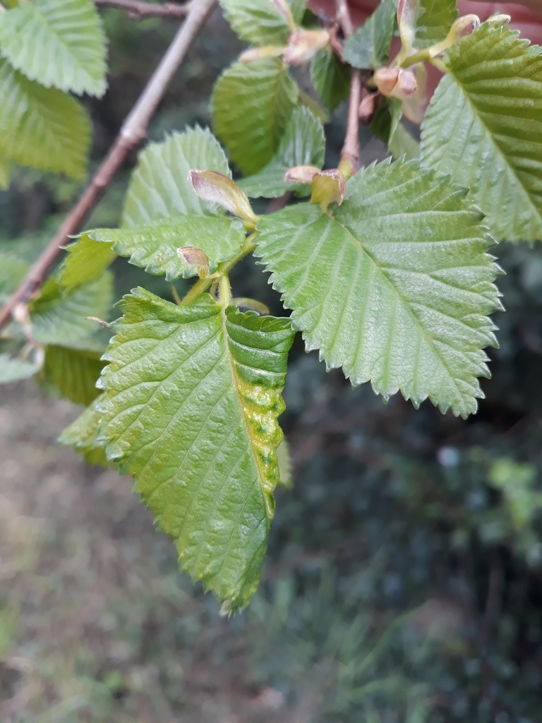 Elm Sack Gall Aphid from Gardiner, Uxbridge UB8 3PQ, UK on April 22 ...