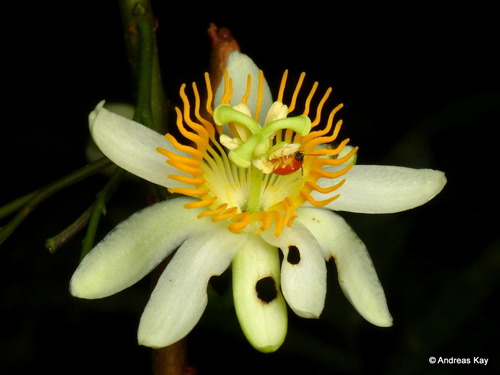 Passiflora arborea · iNaturalist