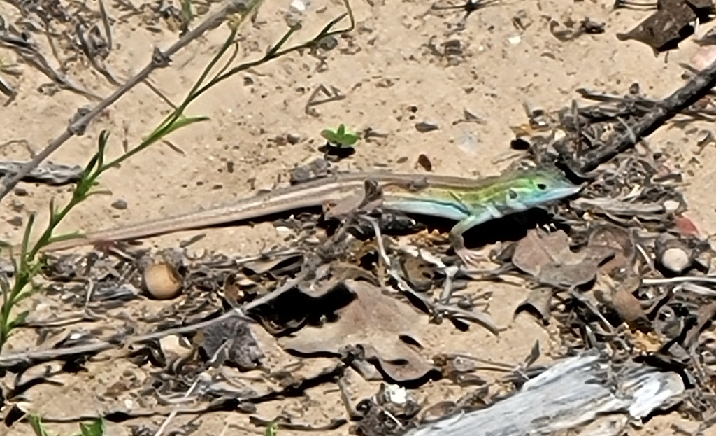 Prairie Racerunner from Ranger, TX 76470, USA on April 21, 2023 at 11: ...