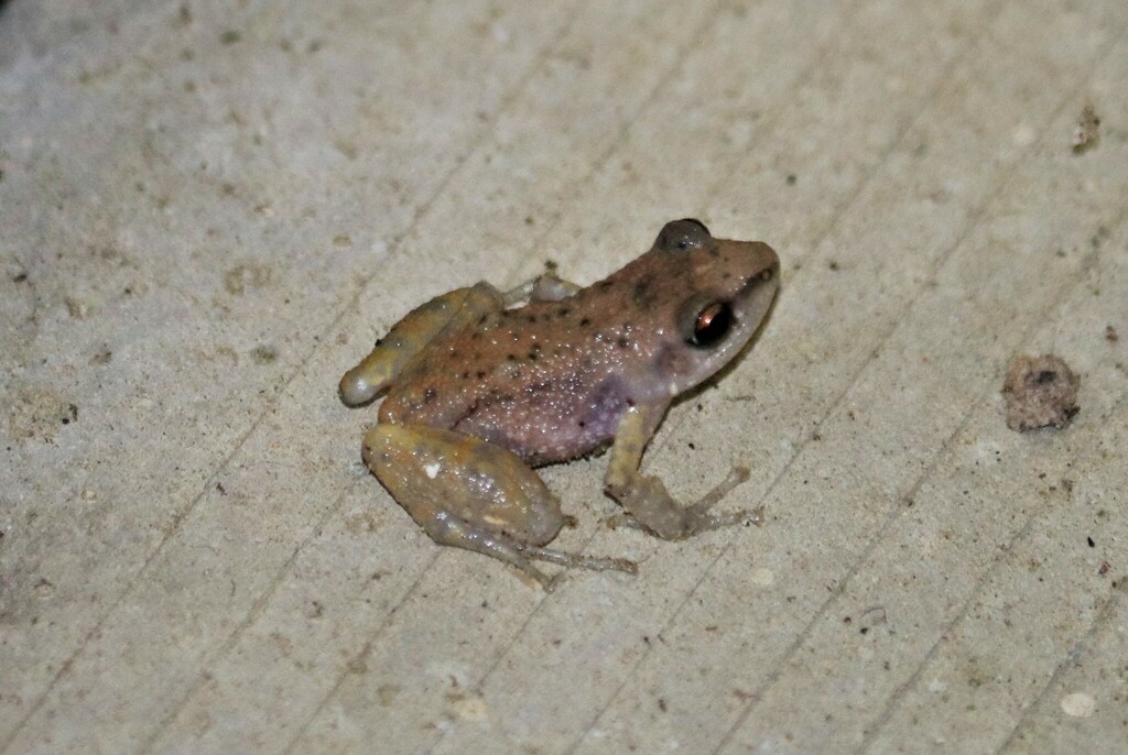 Rio Grande Chirping Frog from Montgomery County, TX, USA on April 21 ...