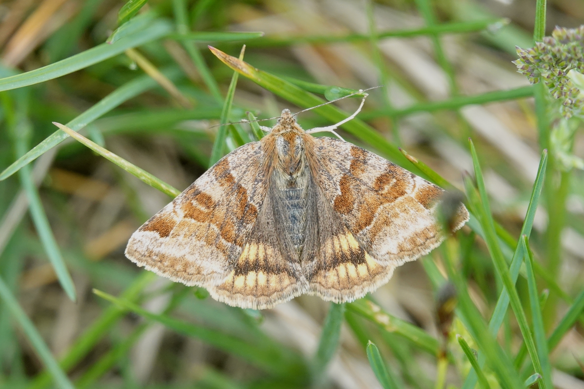 Euclidia glyphica Linnaeus, 1758