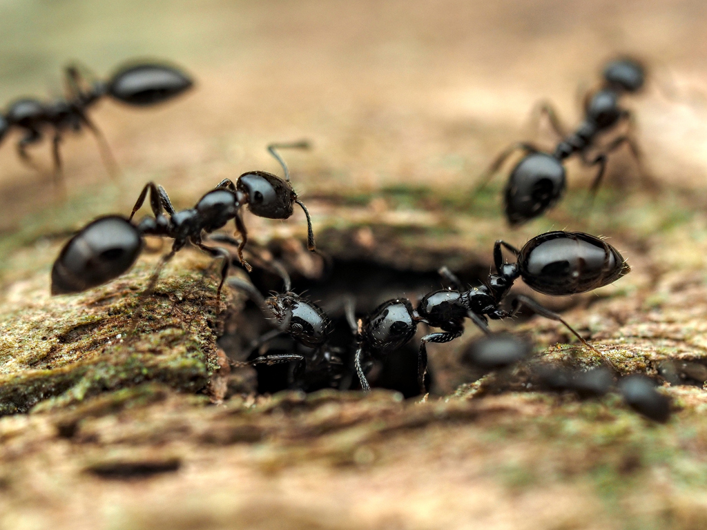 Caribbean Trailing Ant from Quintana Roo, Mexico on April 4, 2023 at 02 ...