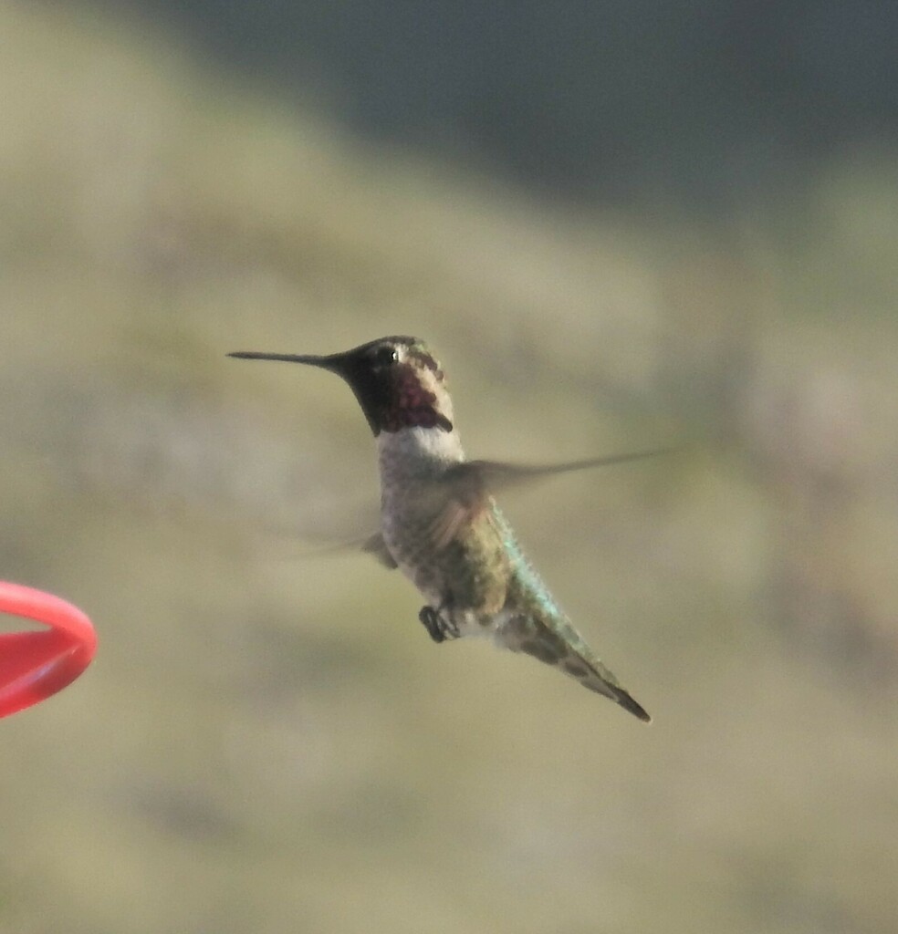 Anna's Hummingbird from Jennifer's Preserve, Phoenix, AZ, USA on March ...