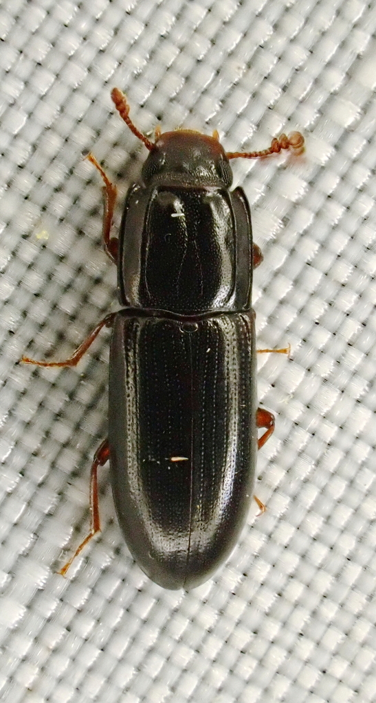 Aulonium parallelopipedum from Chesterfield County, VA, USA on April 21 ...