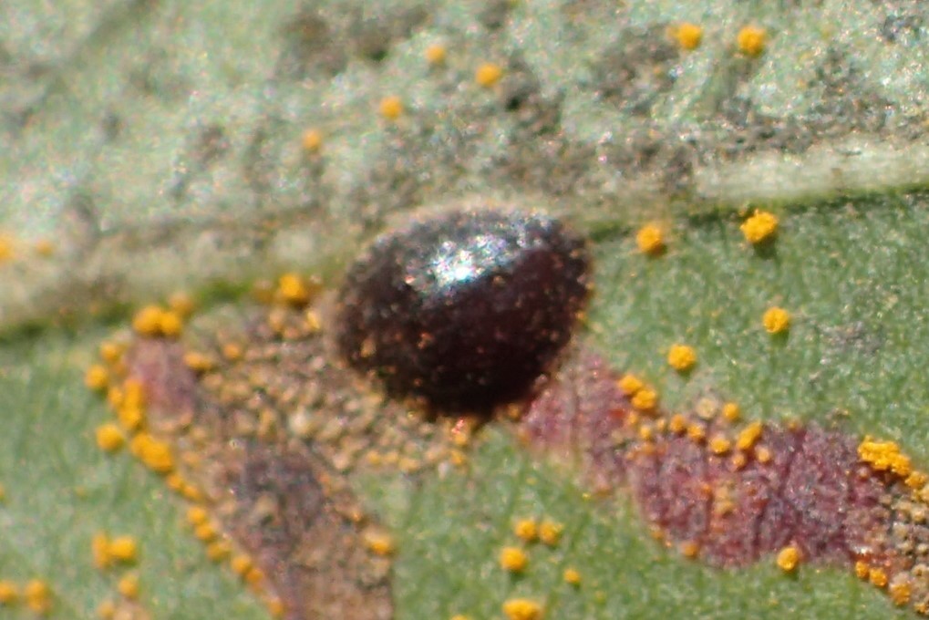 Soft scales from South Los Angeles, Los Angeles, CA, USA on October 20 ...