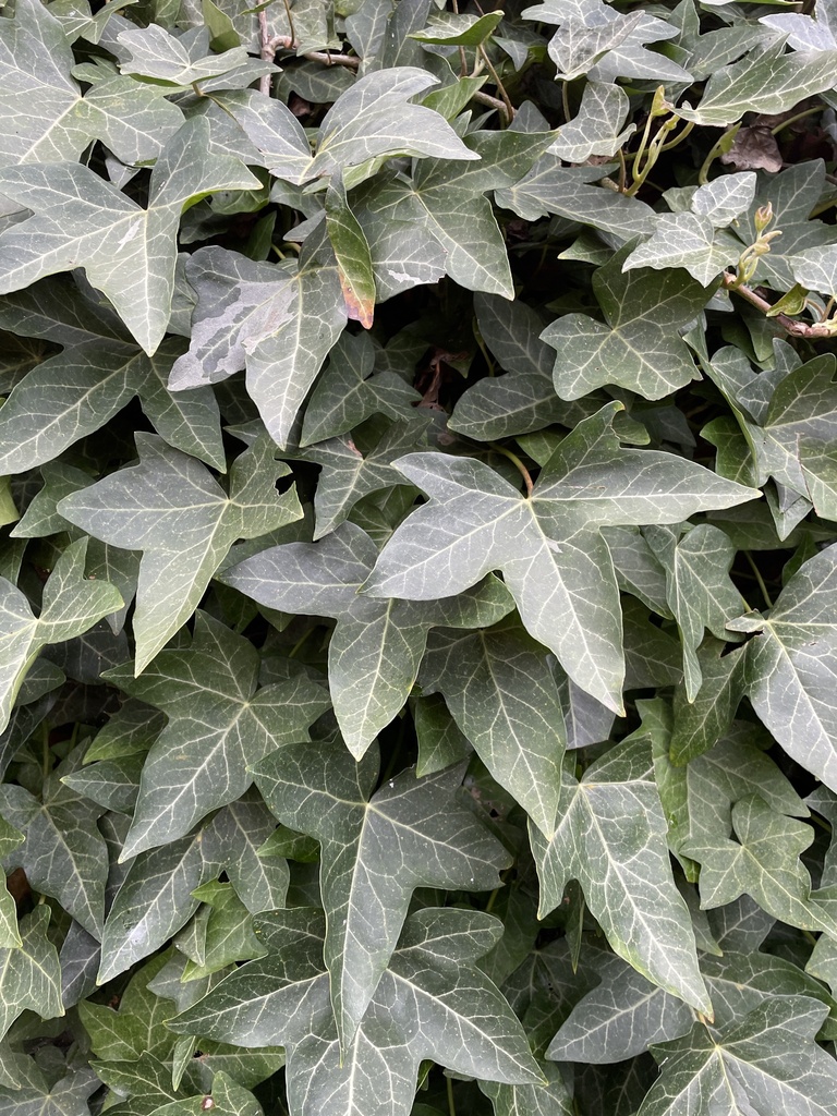 Atlantic Ivy from Greenfield Park Dr, York, England, GB on April 22 ...