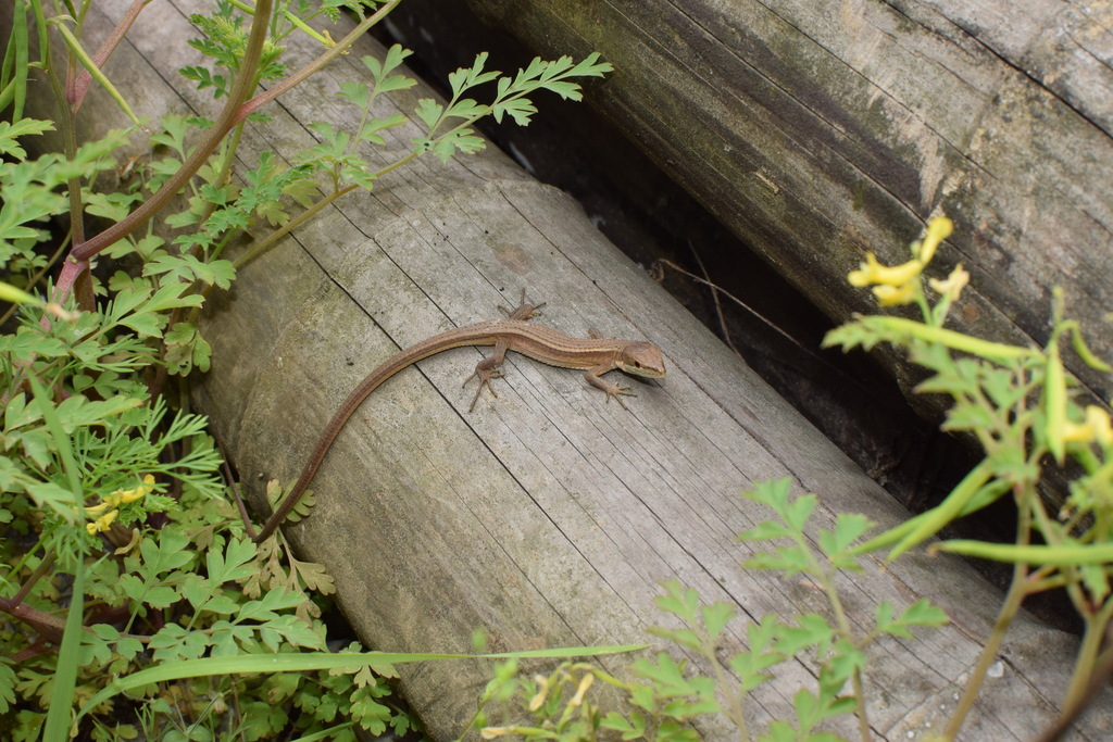 China Grass Lizard from 中国浙江省宁波市鄞州区 on April 22, 2023 at 11:24 AM by ...