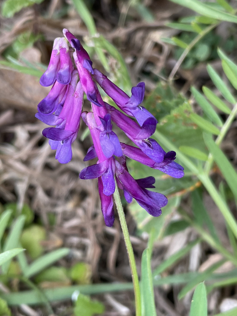 hairy vetch from 84360 Lauris, France on April 1, 2023 at 06:09 PM by ...