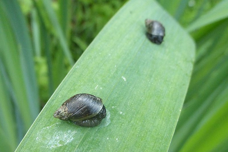 Succinea putris (Linnaeus, 1758)