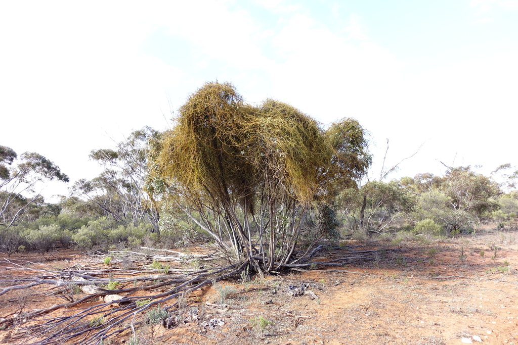 Coarse Dodder-laurel from Murray - Sunset, Mildura - Pt B, AU-VI, AU on ...