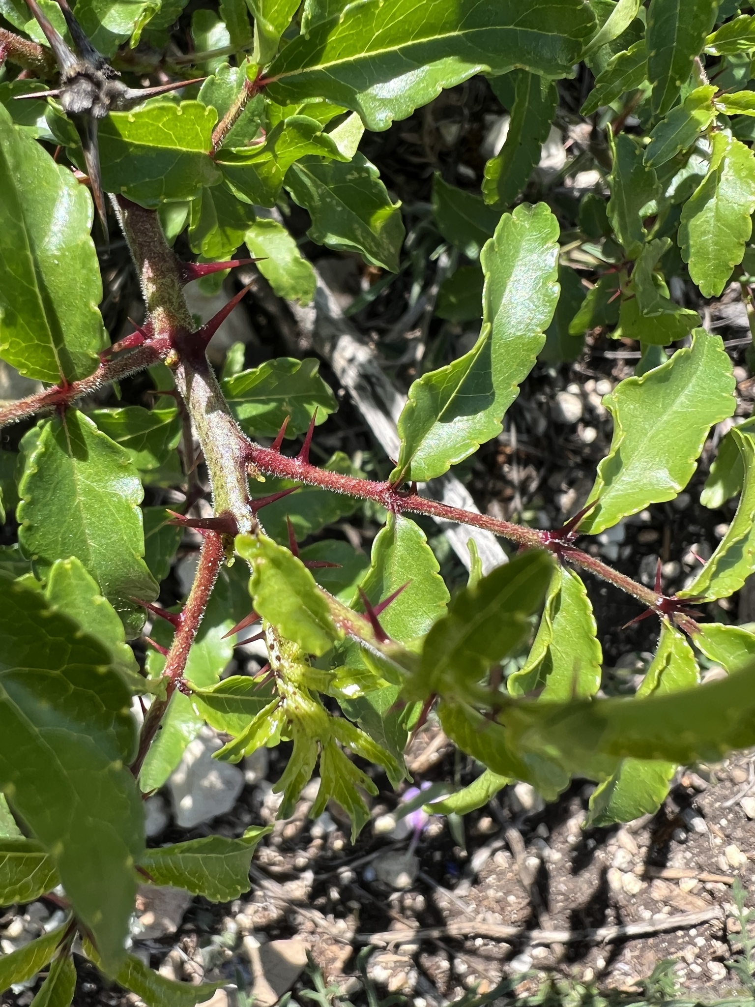 Zanthoxylum clava-herculis subsp. fruticosum (A.Gray) Reynel