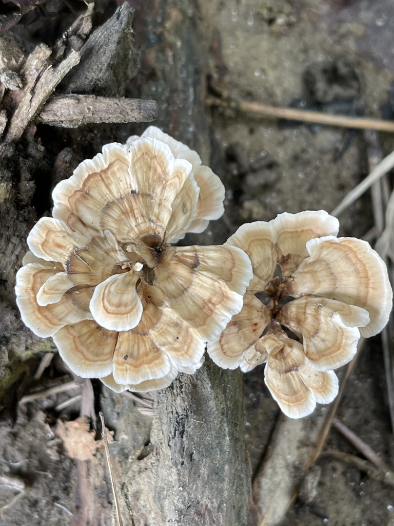 Podoscyphaceae from Pathari, Pathari Shanishchare 56600, Nepal on ...