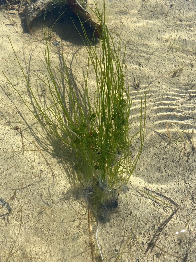 Bird's-nest Stonewort from Белое озеро, Тбилиси, GE on April 22, 2023 ...