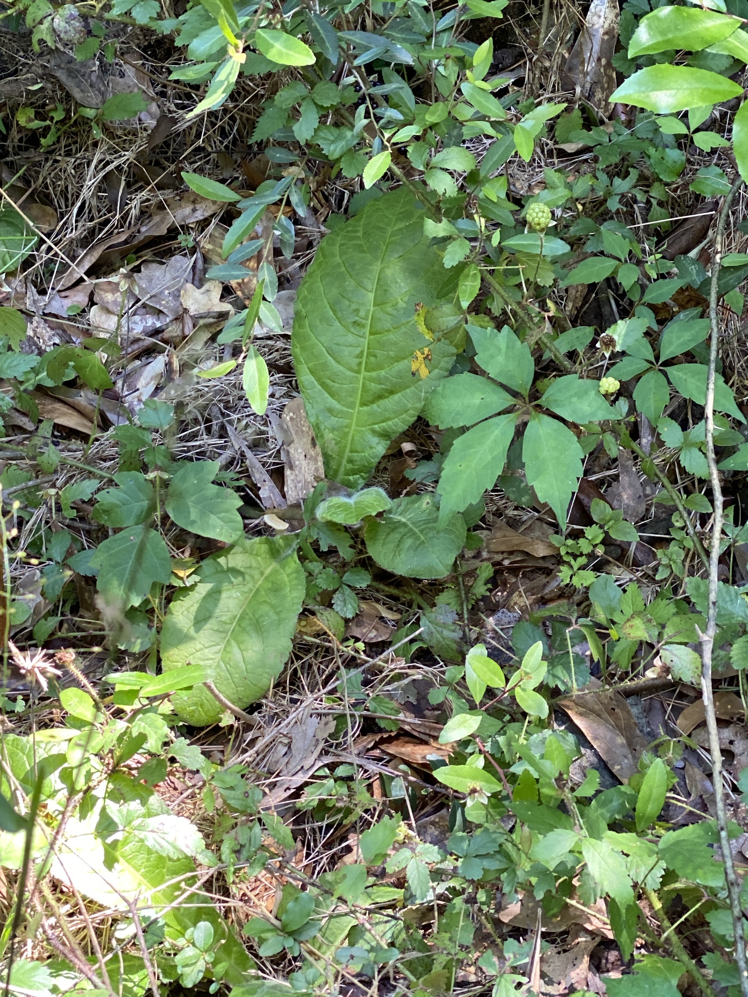 Elephantopus tomentosus L.