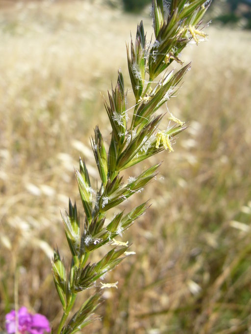 Creeping wild rye (Plants of Rosewood Nature Study Area) · iNaturalist
